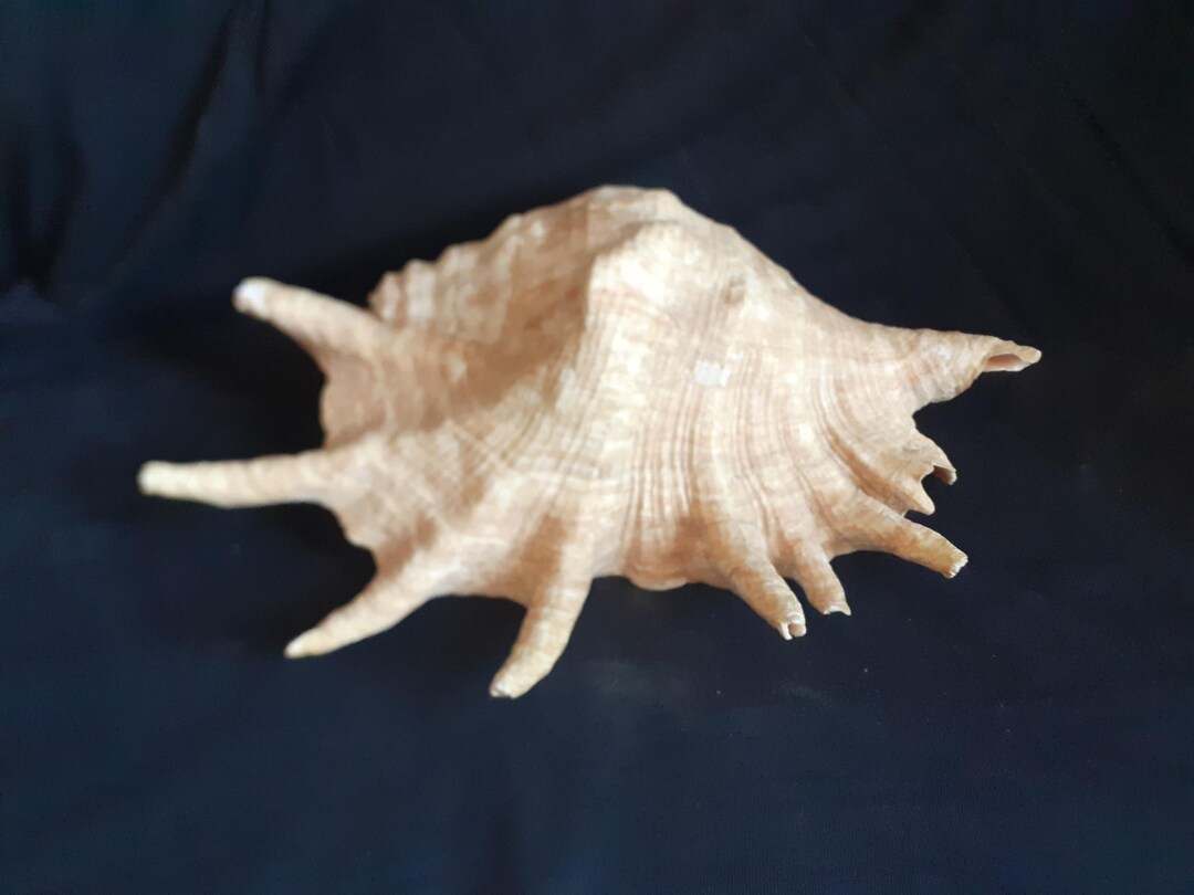 Very Large Conch Shell From the Seychelles, a 1960s Holiday Souvenir - Etsy