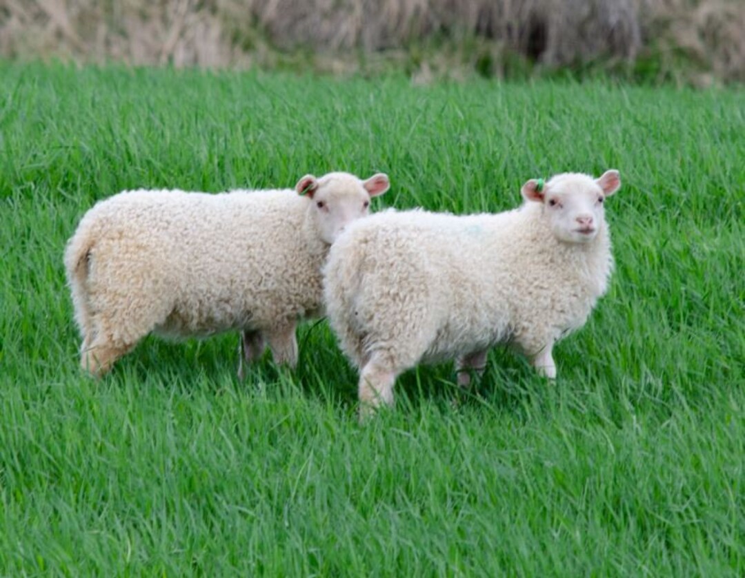 Baby Sheep Lamb Stock Photo - DIGITAL FILE DOWNLOAD - Etsy