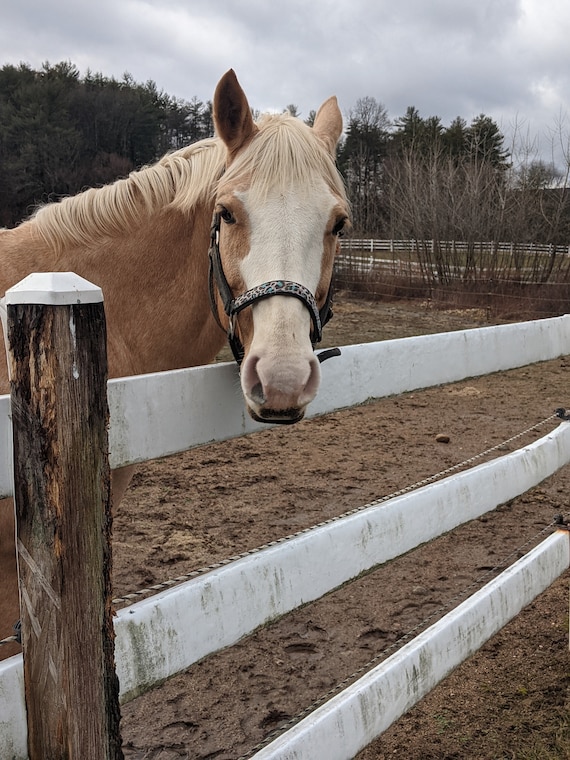 Tan Horse and Fence Stock Photo DIGITAL FILE DOWNLOAD | Etsy