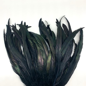 Rooster Coque Many Sizes - Black Iridescent - Sold by the Inch - Etsy