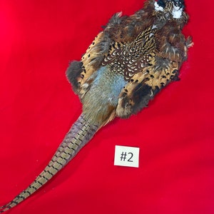 Ringneck Pheasant Pelt - Second Quality / Sold by Each - Etsy