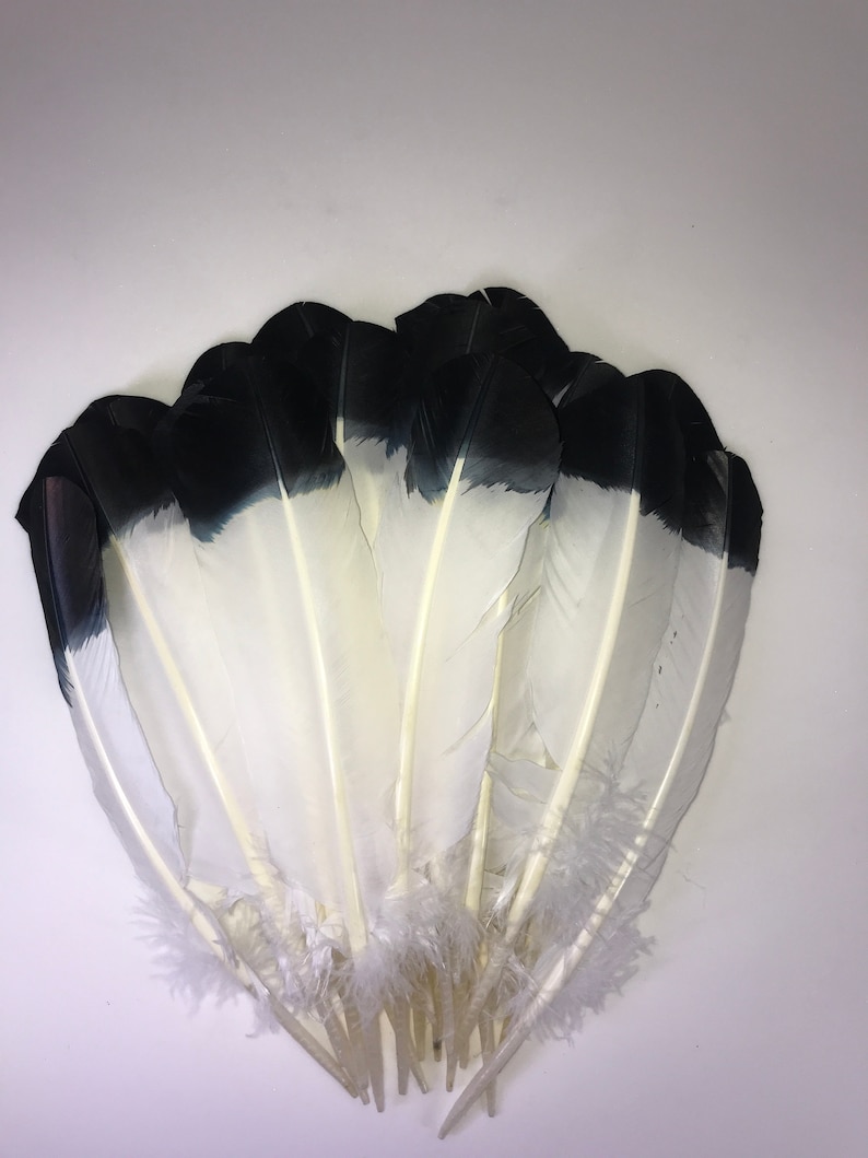 20 Eagle Like Turkey Quills 8 to 10 Tip Dyed 20 - Etsy