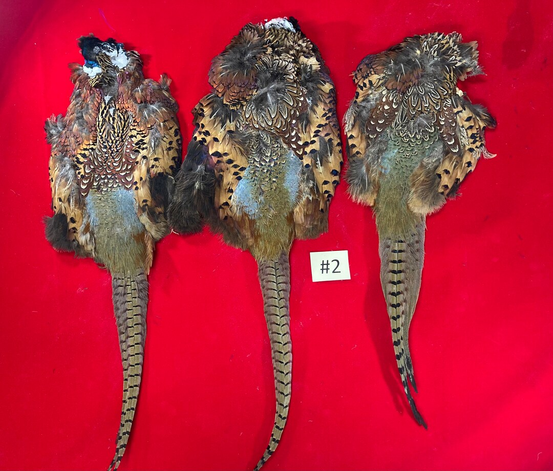 Ringneck Pheasant Pelt - Second Quality / Sold by Each - Etsy