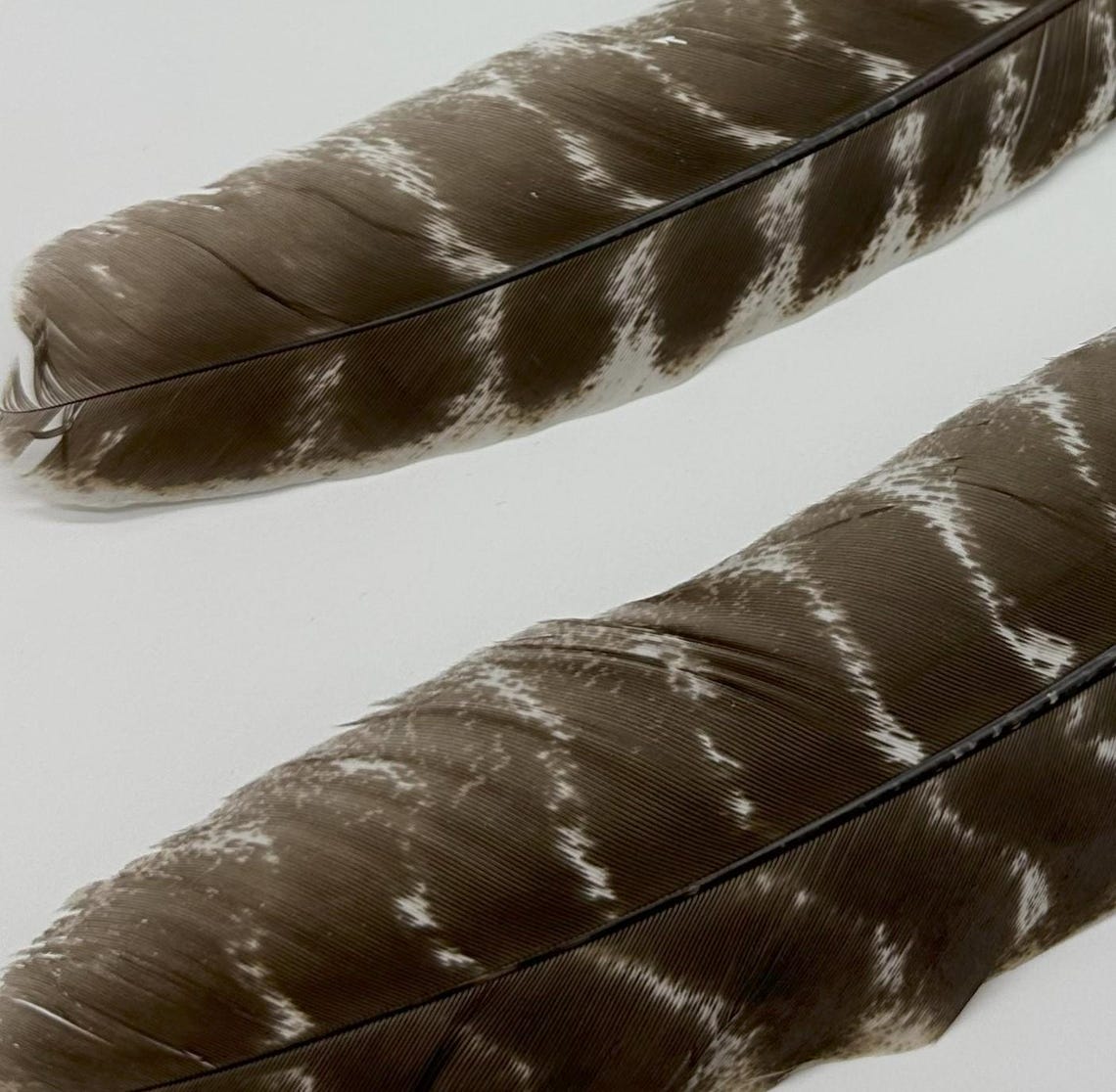 Barred Turkey Quills - Etsy
