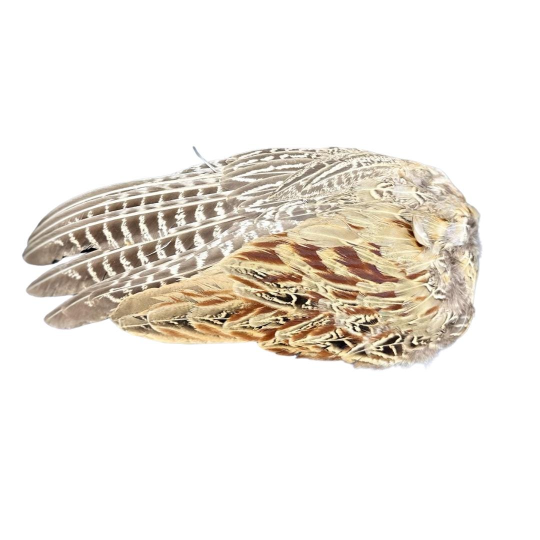 Single Ringneck Pheasant Wing - Second Quality - Smudge Ceremony. - Etsy