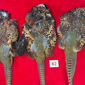 Ringneck Pheasant Pelt - Second Quality / Sold by Each - Etsy