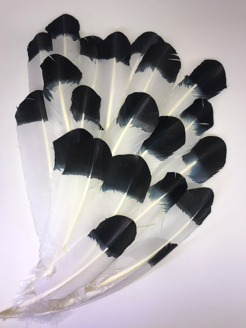 20 Eagle Like Turkey Quills 8 to 10 Tip Dyed 20 - Etsy