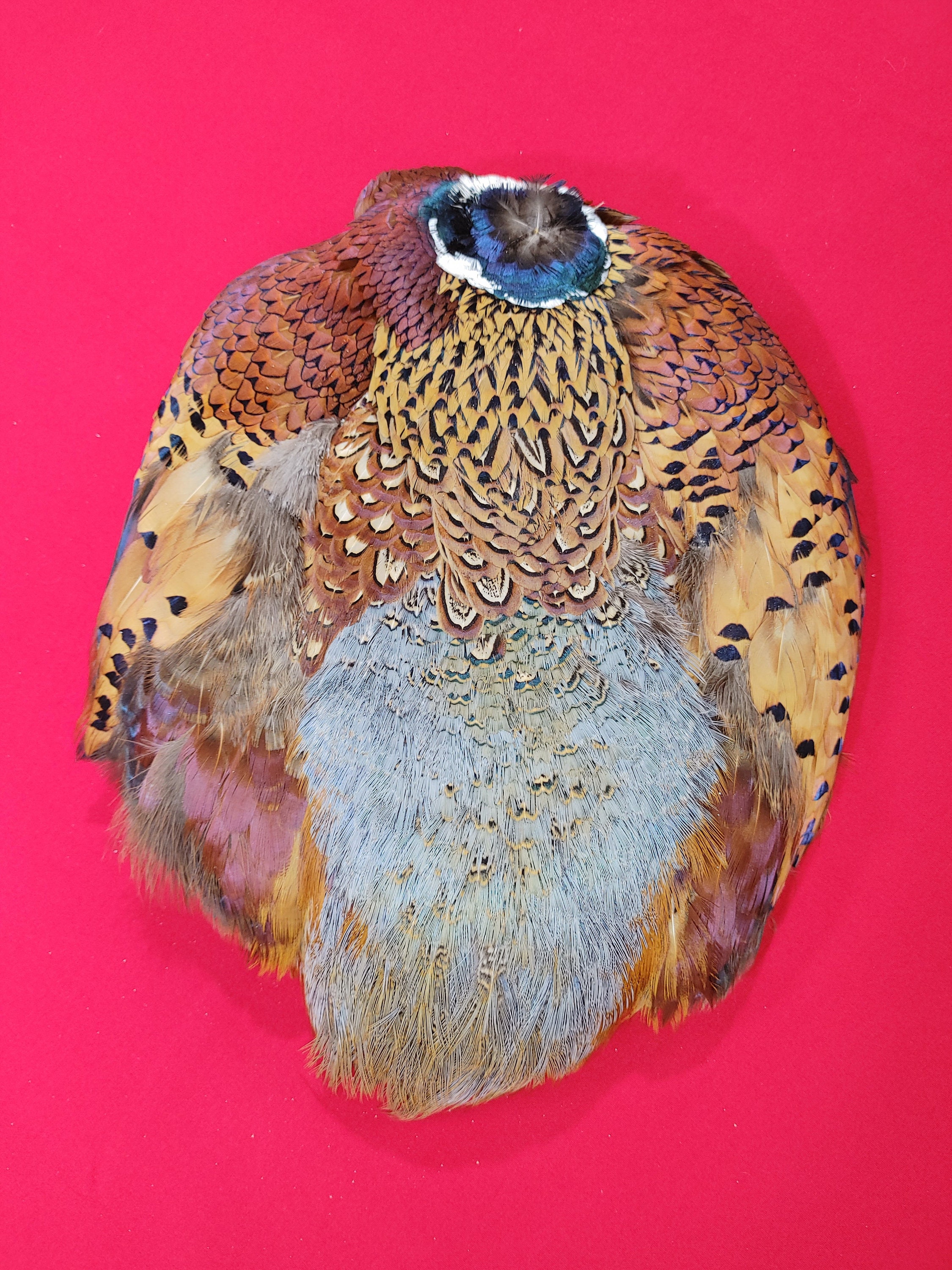 Ringneck Pheasant Pelt - First Quality / Sold by Each - Etsy