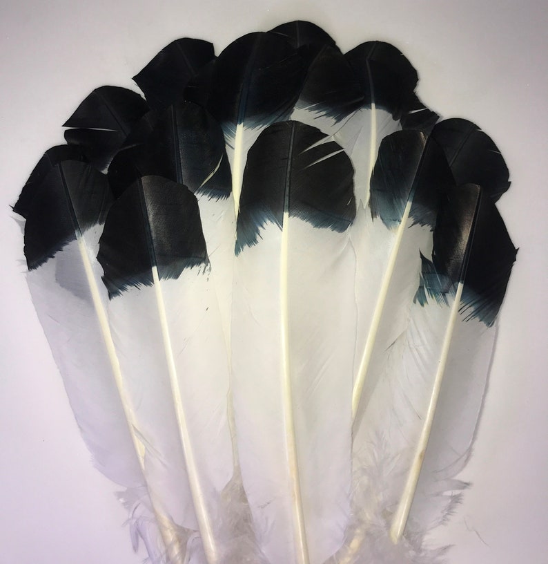 20 Eagle Like Turkey Quills 8 to 10 Tip Dyed 20 - Etsy