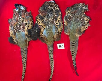 New Chinese Ringneck Pheasant Rooster Cowboy Squirrel Taxidermy Log ...