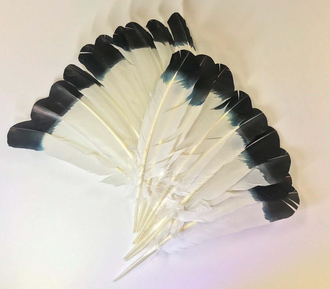 20 Eagle Like Turkey Quills 8" to 10" Tip Dyed - 20 Piece Pack Left ...