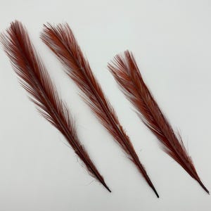 Burnt Turkey Quills in Vibrant Colors, Shabby Chic, Home Crafts and ...