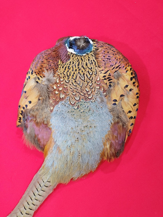 Ringneck Pheasant Pelt First Quality / Sold by Each - Etsy