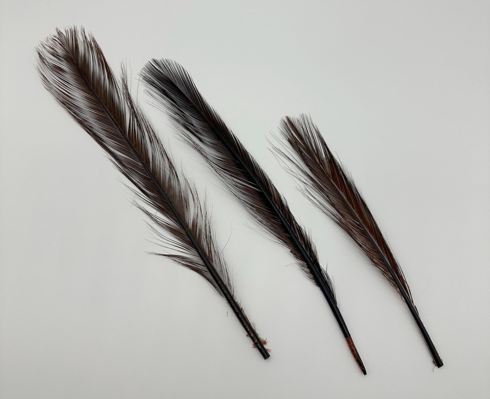 Burnt Turkey Quills in Vibrant Colors, Shabby Chic, Home Crafts and ...