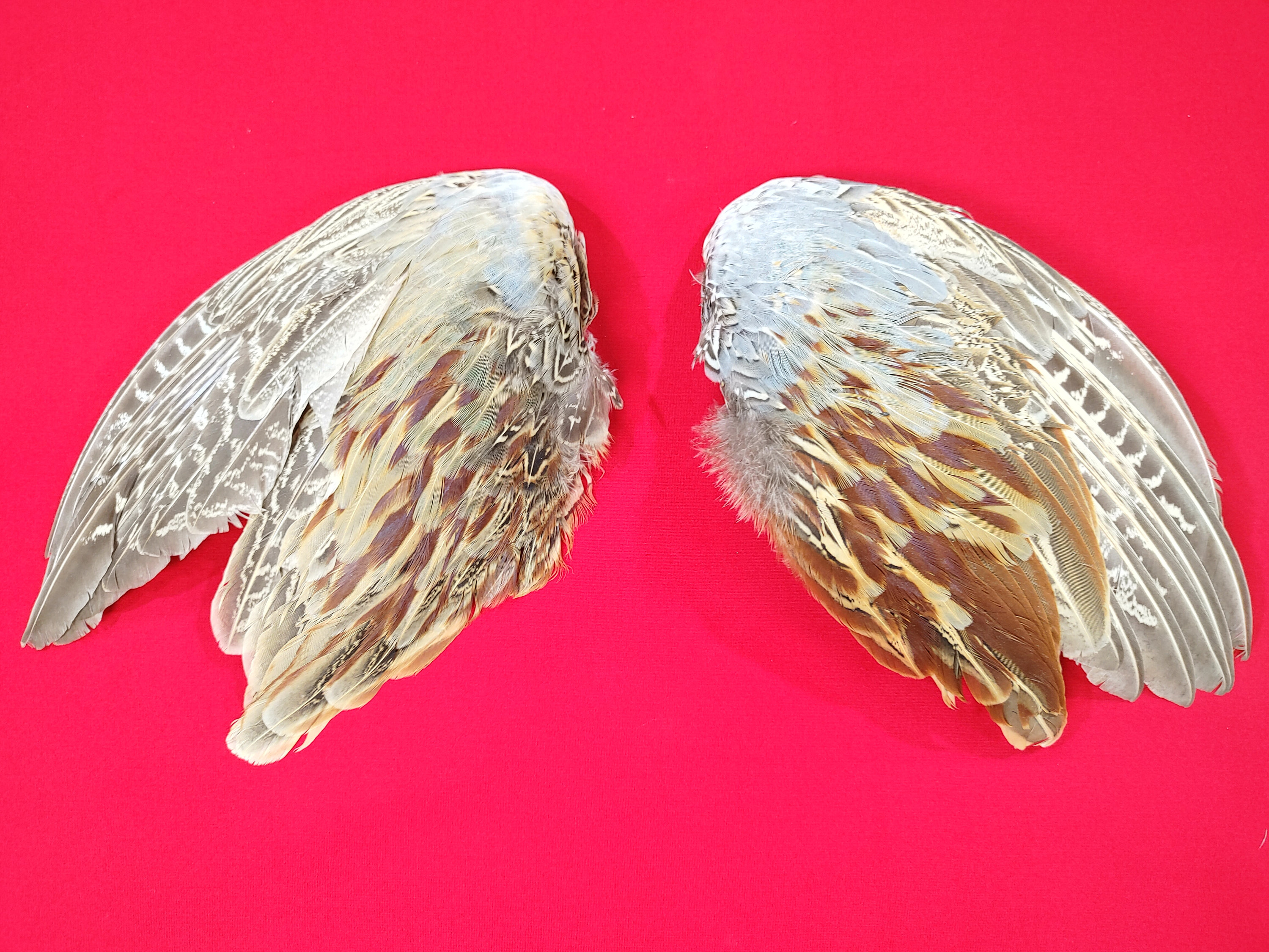 Ringneck Pheasant Wings Pair - First Quality - Smudge Ceremony. - Etsy