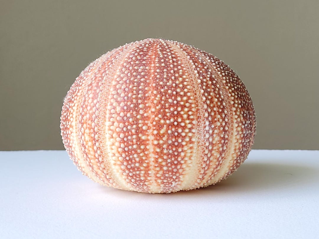 Vintage Giant Sea Urchin Shell, 4-7/8 Diameter, 3-1/4 Tall. Colorful ...