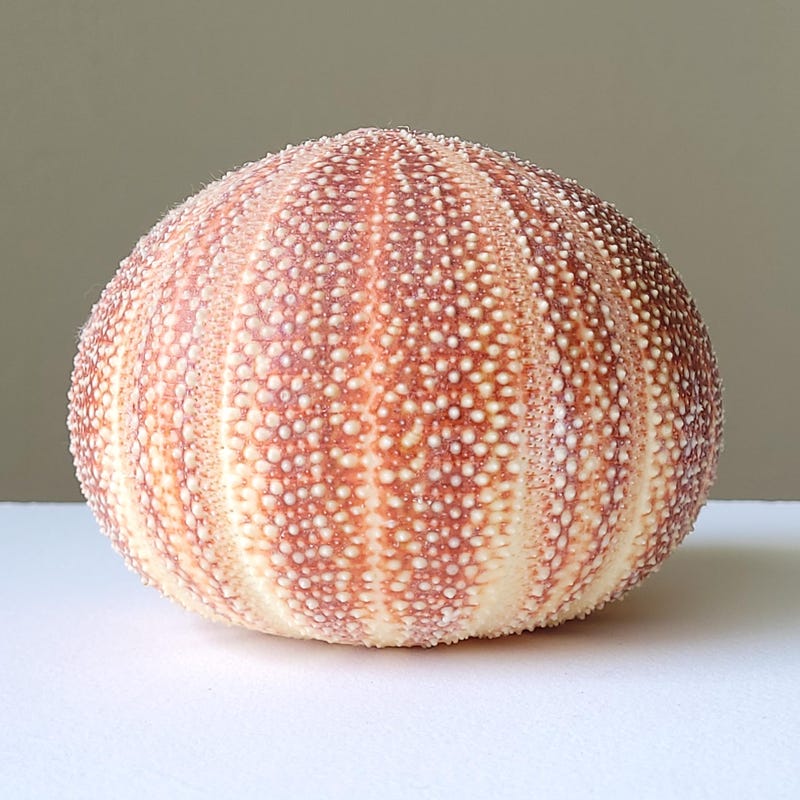 Sea Urchin Shell - Etsy