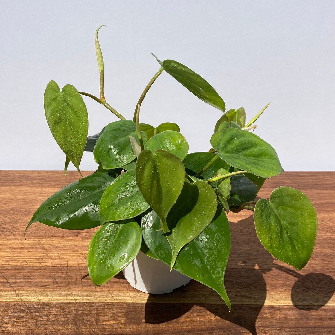 Sweetheart Philodendron Cordatum|velvet Leaf Philodendron|climbing ...