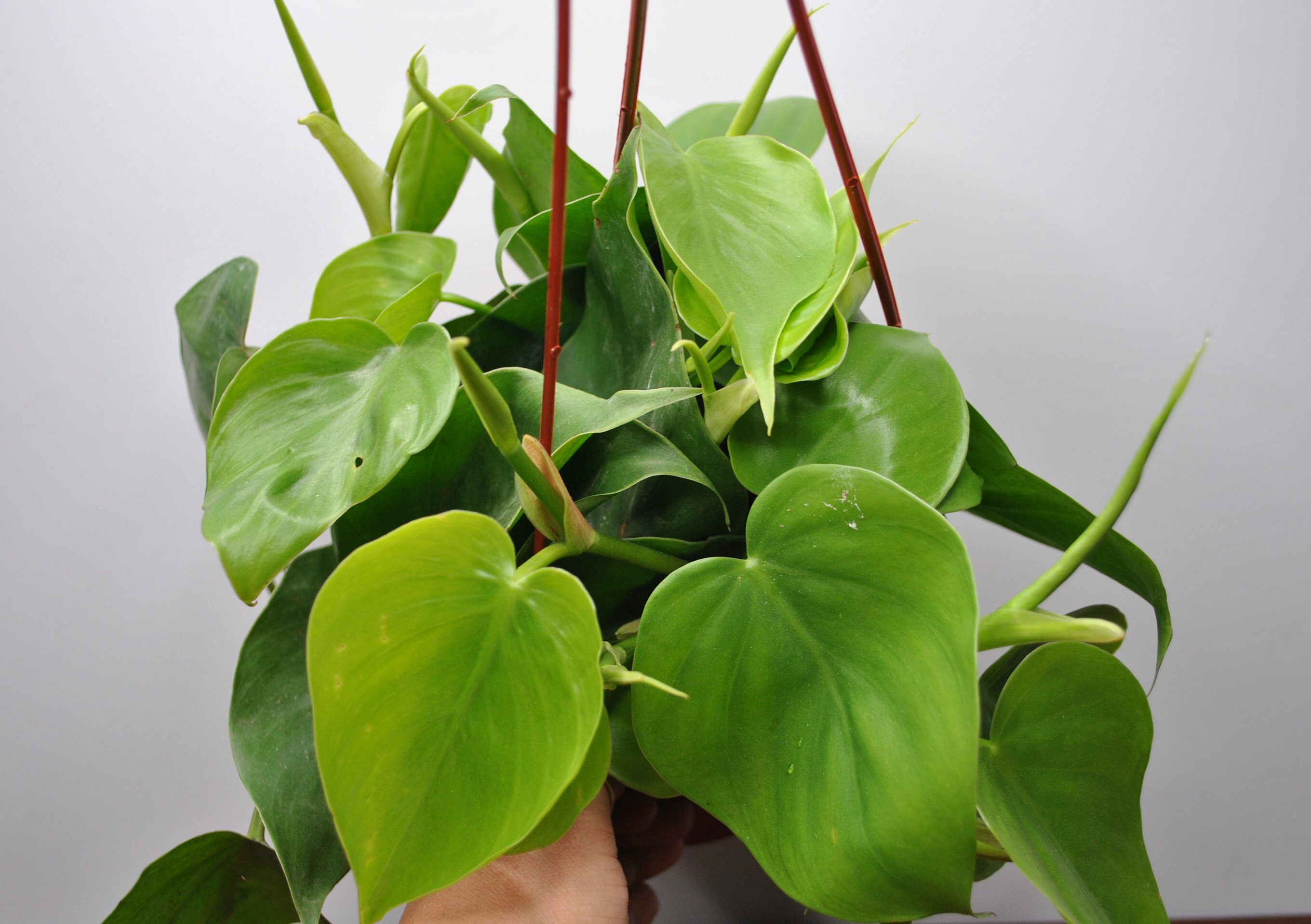 Sweetheart Philodendron Cordatum|velvet Leaf Philodendron|climbing ...