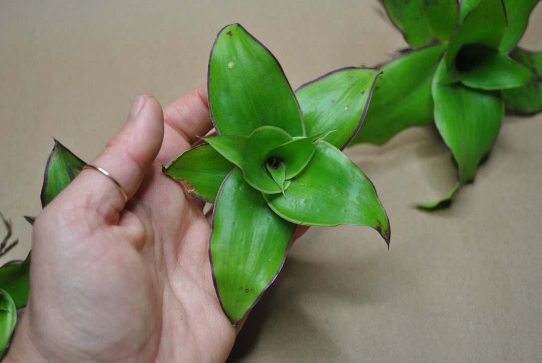 Callisia|basket Plant|chain Plant|inch Plant|rooted Plant|callisia ...