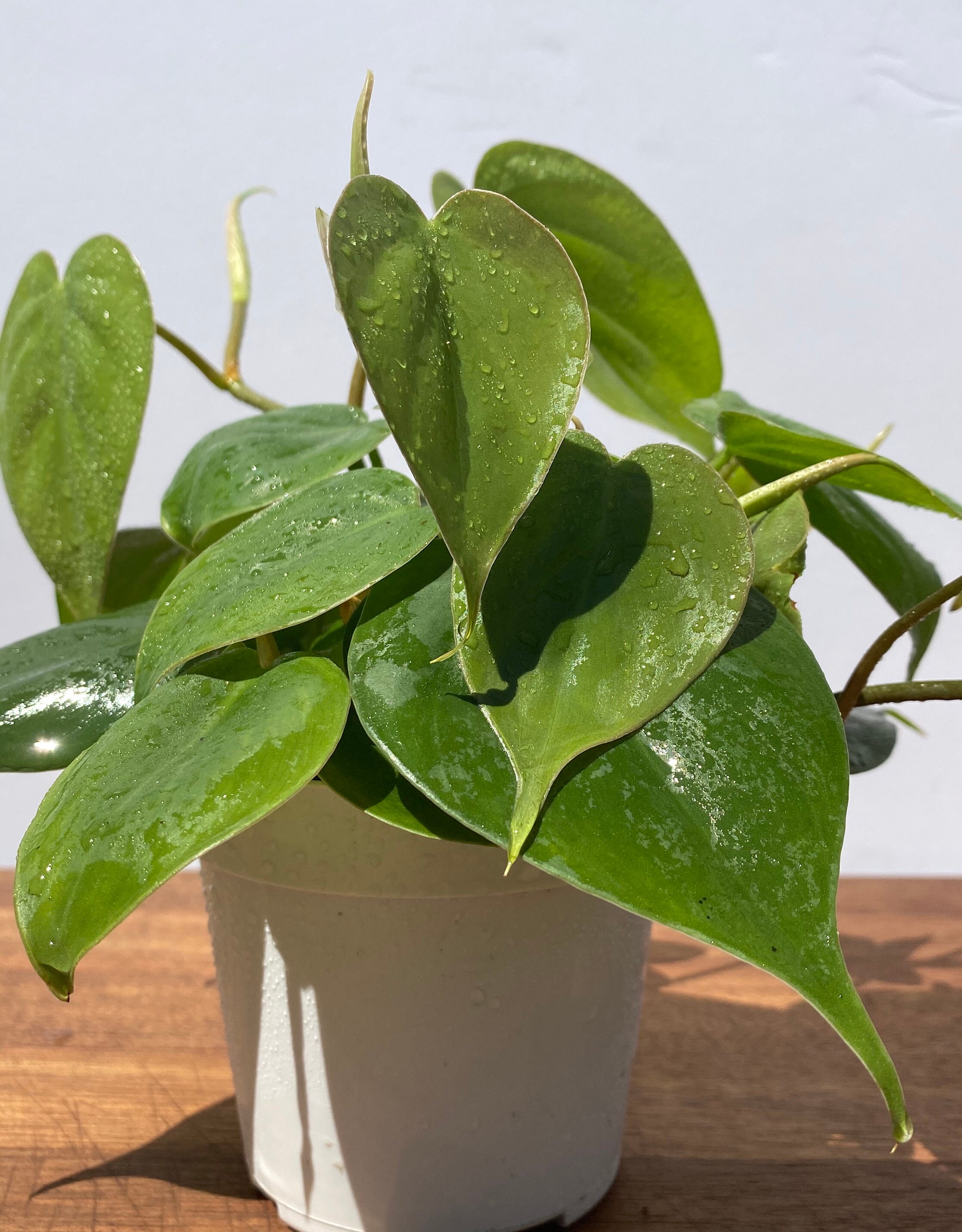 Sweetheart Philodendron Cordatum|velvet Leaf Philodendron|climbing ...