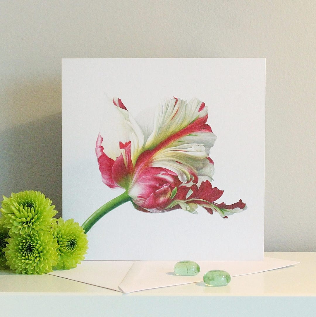 Raspberry Ripple Tulip Card, Greetings Card, Flower Card, Card for Her ...