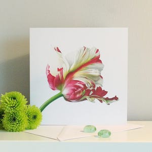 Raspberry Ripple Tulip Card, Greetings Card, Flower Card, Card for Her ...