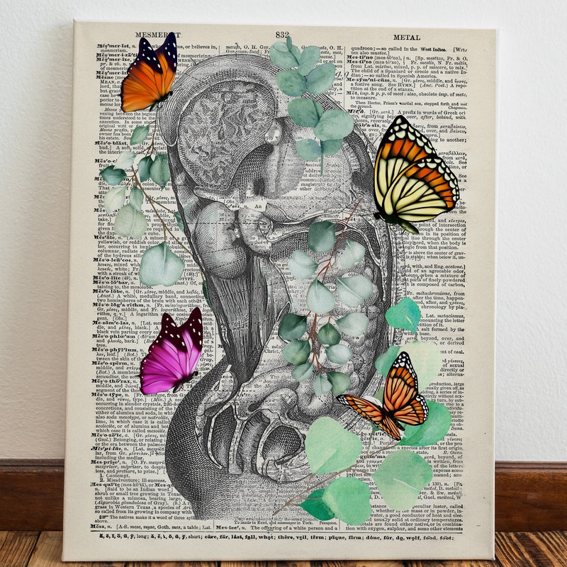 Butterfly Anatomy - Etsy
