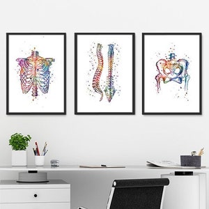 Chiropractic Wall Art, Human Anatomy Artwork, Set of 3 Colorful ...