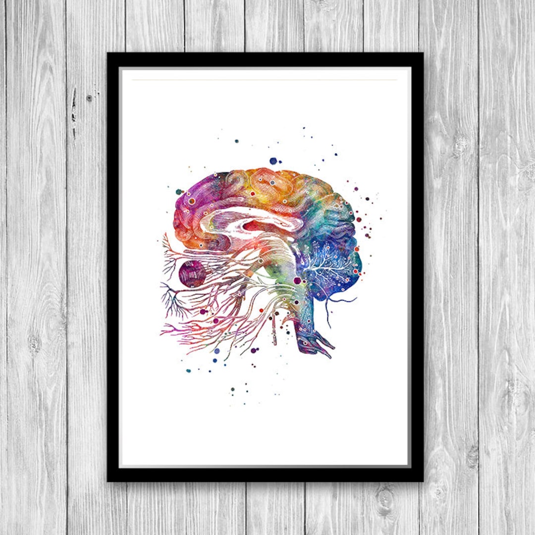 Neuroscience Art Brain Cranial Nerves Anatomy Poster - Etsy