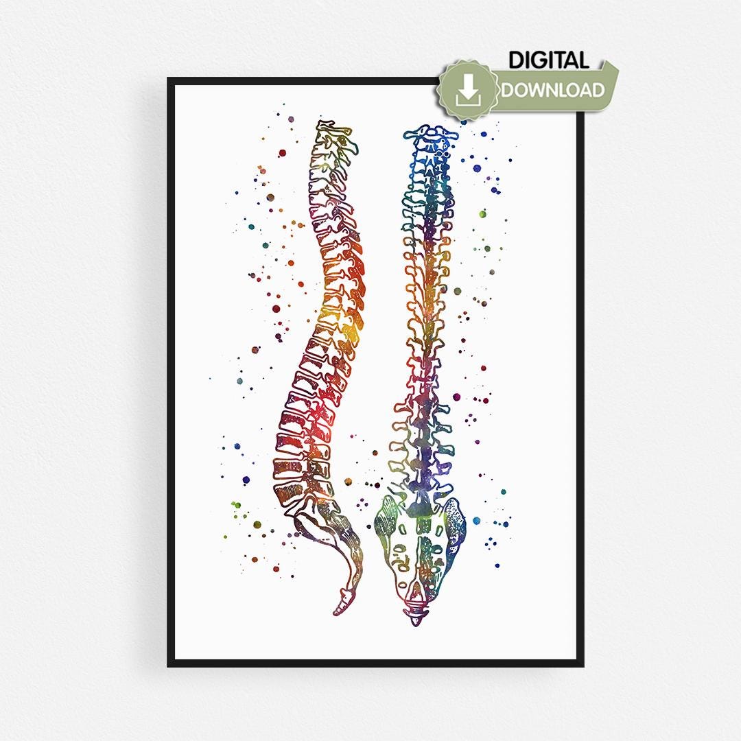 Human Spine Anatomy Printable, Chiropractor Wall Art, PT Student Gift ...