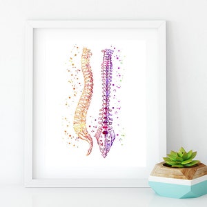 Spinal Column, Human Spine Anatomy Art Watercolor Print, Vertebral ...