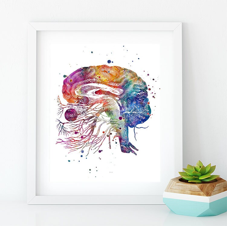 Neuroscience Art Brain Cranial Nerves Anatomy Poster | Etsy