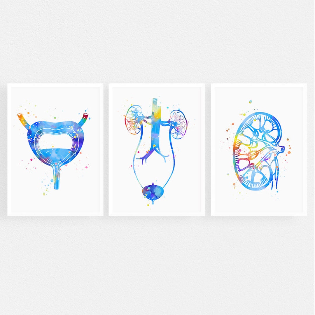 Urologist Gift, Urology Art Set Prints, Watercolor Anatomy Prints for ...