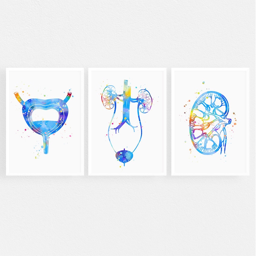 Urologist gift Urology art set prints Watercolor anatomy | Etsy
