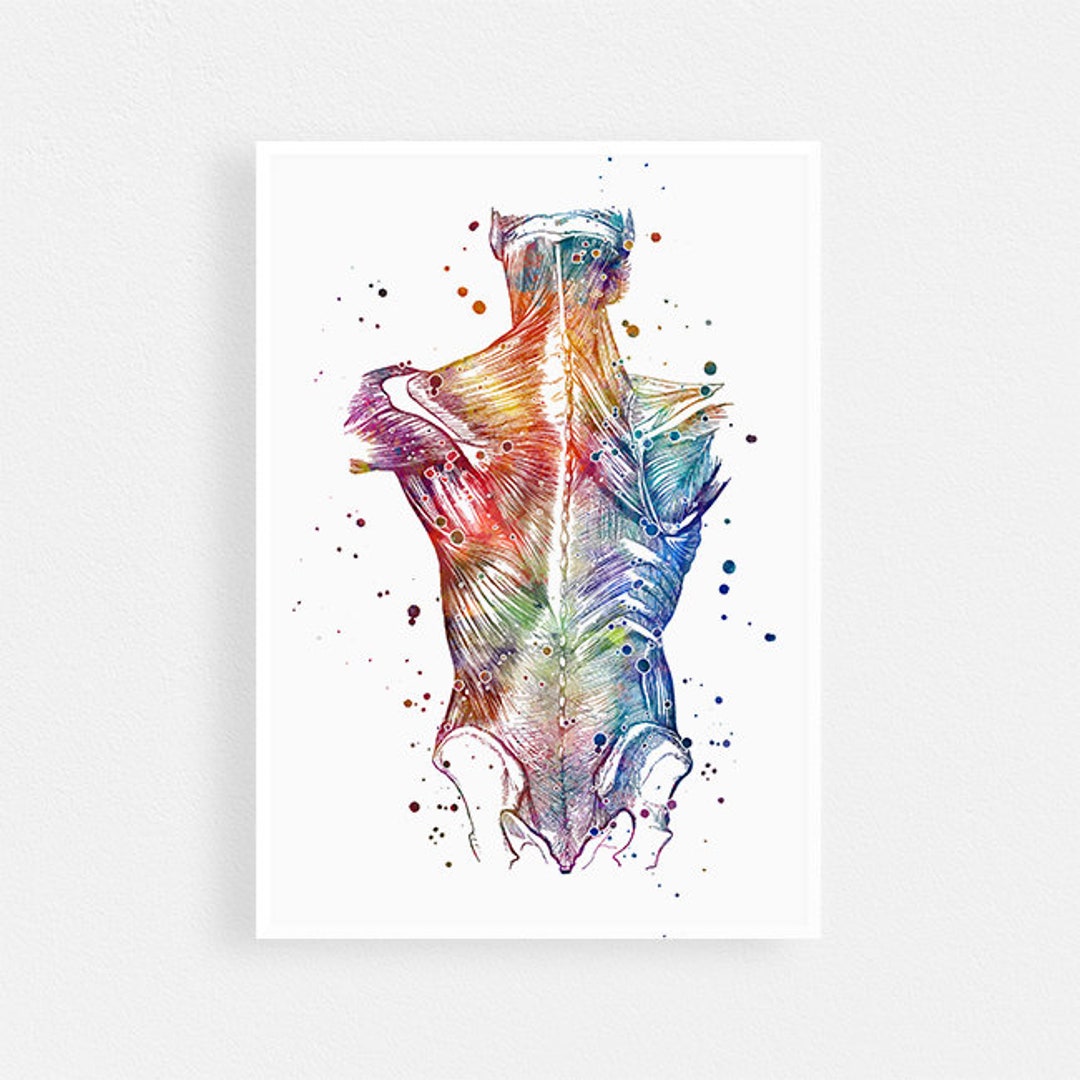 Back Muscles Anatomy Art Watercolor Print - Muscular System Poster for ...