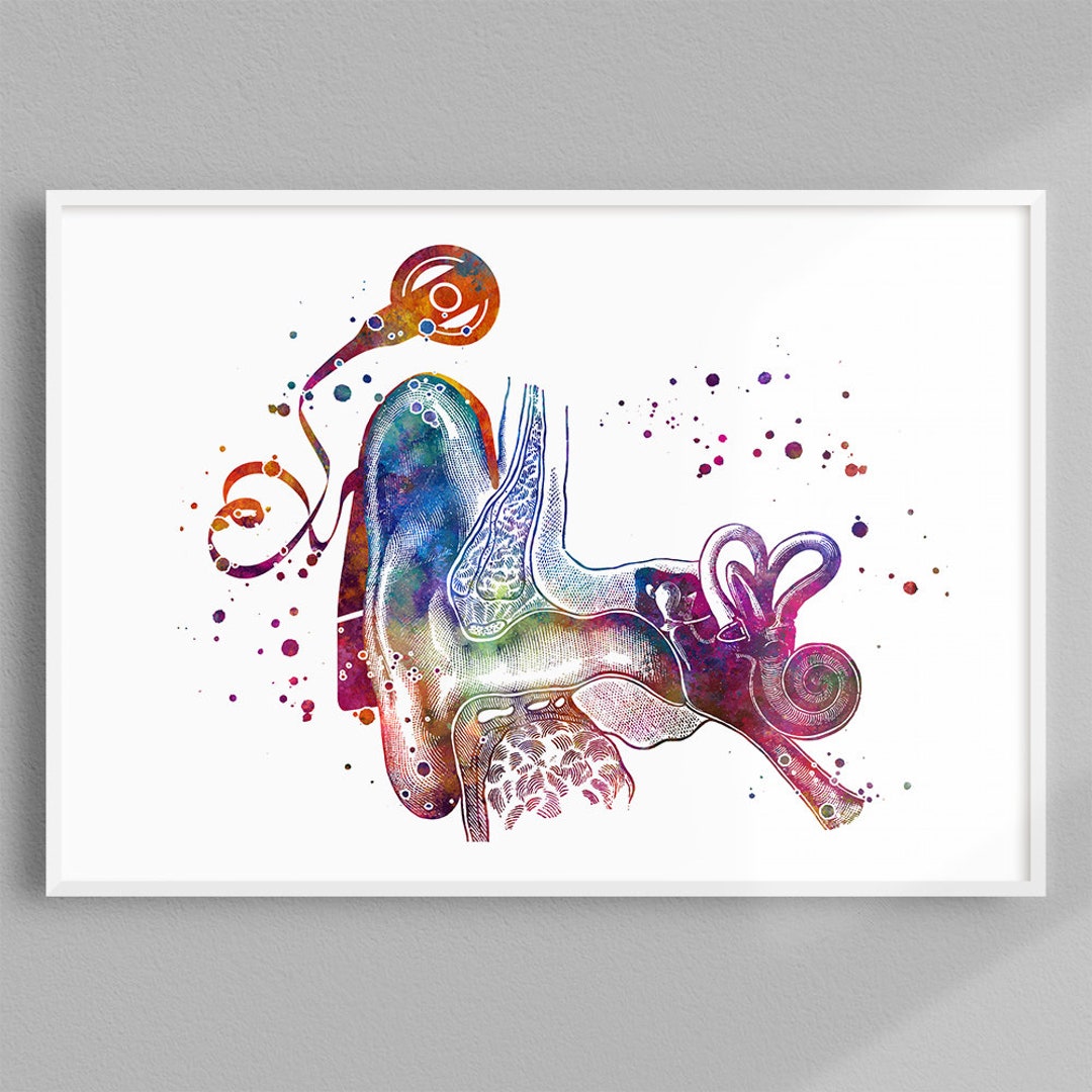 Audiology Art Print, Human Ear Anatomy, Cochlea Implant Multicolored ...