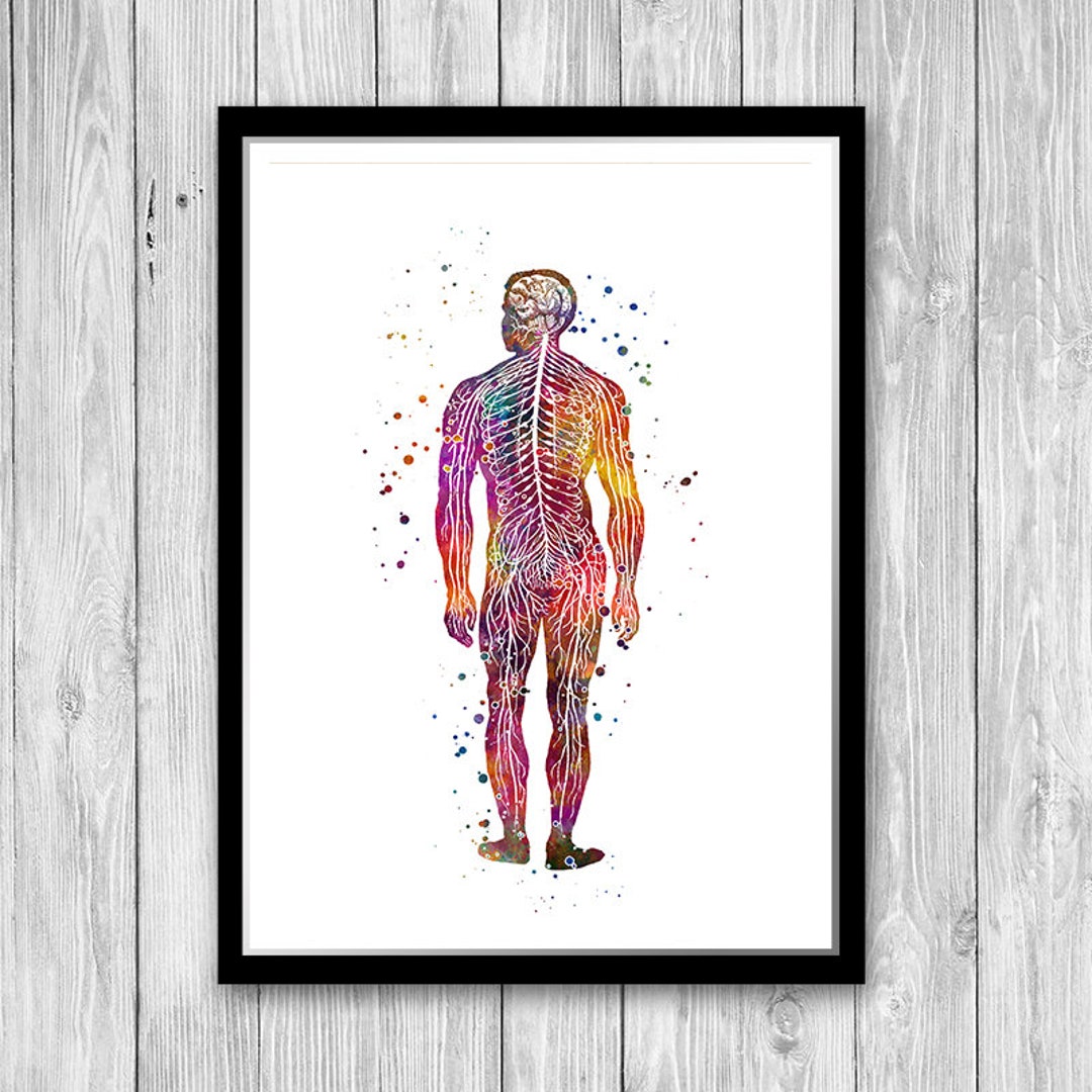 Human Body Nervous System Anatomy Art Watercolor Print - Etsy