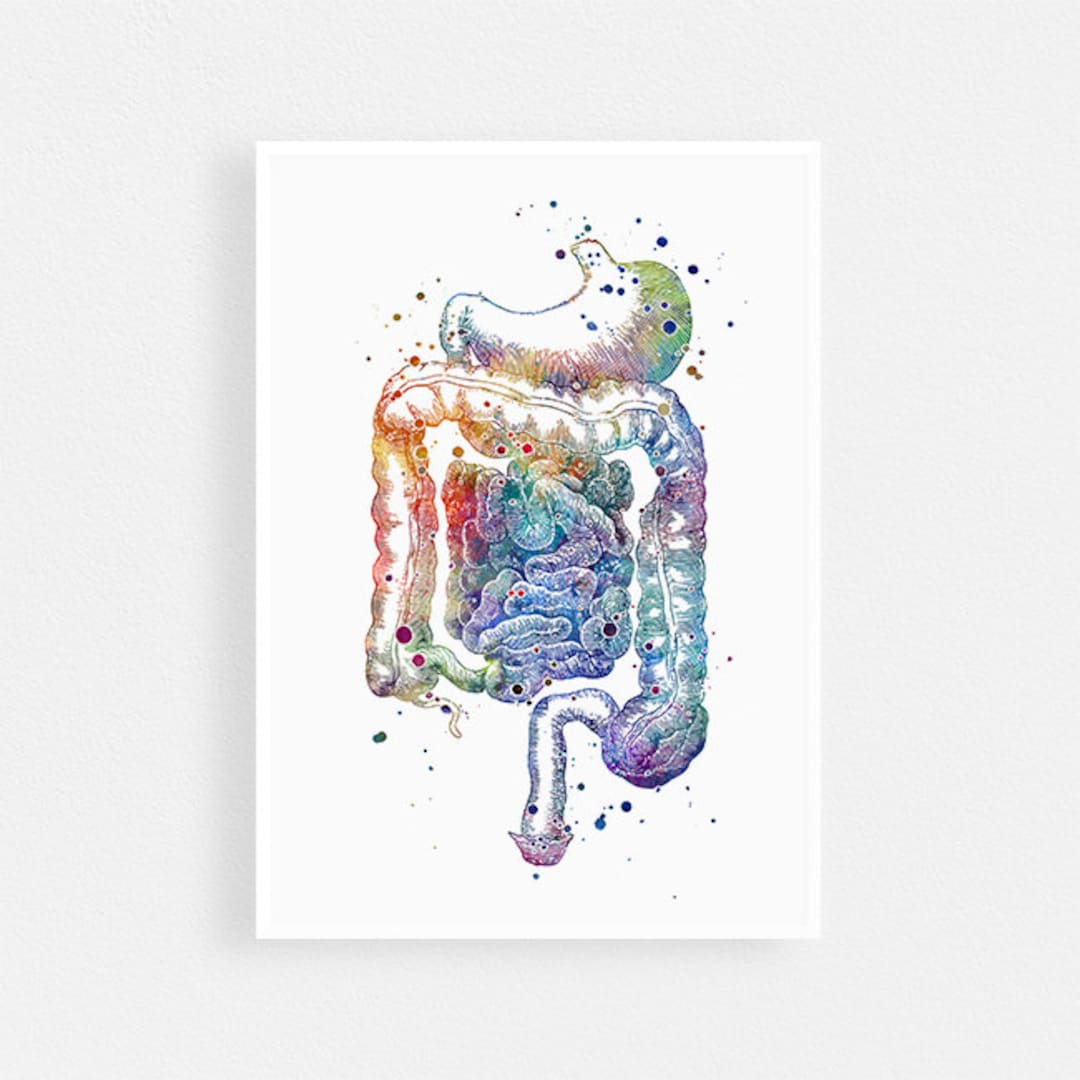 Gastroenterology Art - Anatomy Art - Digestive System Watercolor Print ...