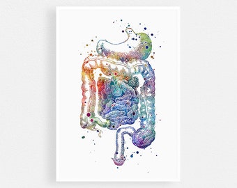 DIGITAL DOWNLOAD Pancreas Anatomy Art Digestive System Organs ...