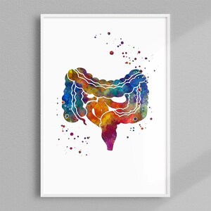 Large and Small Intestine Watercolor Print, Gi Tract Anatomical Poster ...