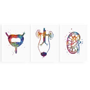 Urology Art Set of 3 Watercolor Prints, Human Anatomy Urinary System ...