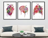 Anatomy Art Set of 3 Heart Brain Lungs Watercolor Prints - Etsy