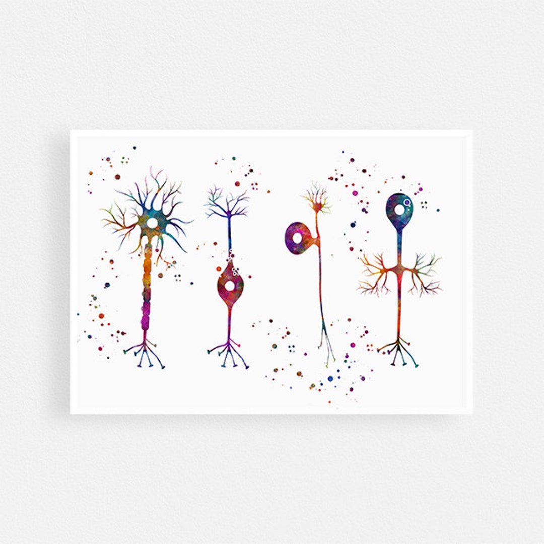 Neuroscience Art, Types of Neurons Watercolor Print, Nerve Cells ...