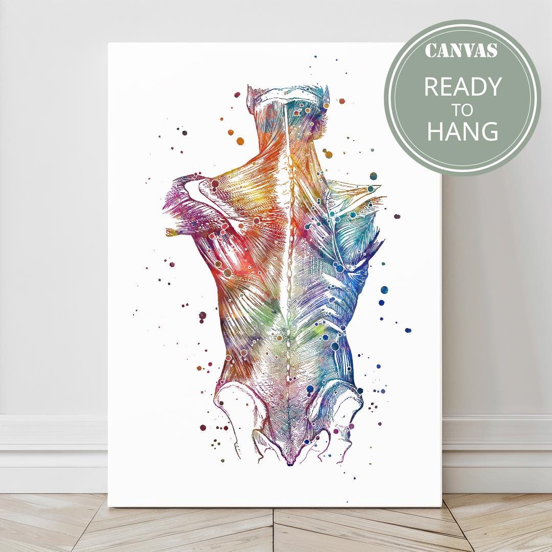 Muscle Anatomy Canvas Print, Back Muscles Watercolor Artwork, Anatomy ...
