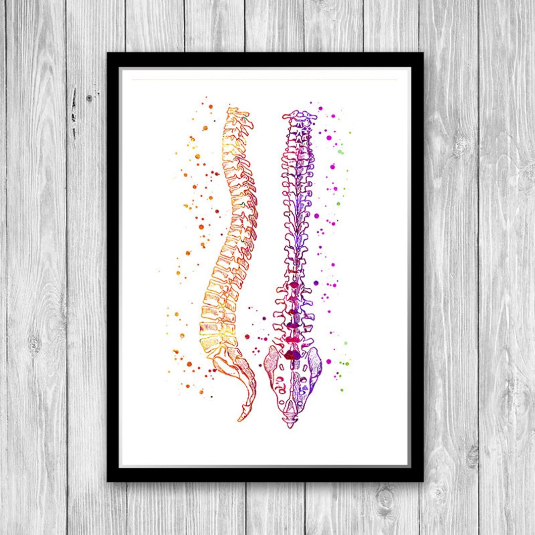 Spinal Column Human Spine Anatomy Art Watercolor Print Vertebral Column ...