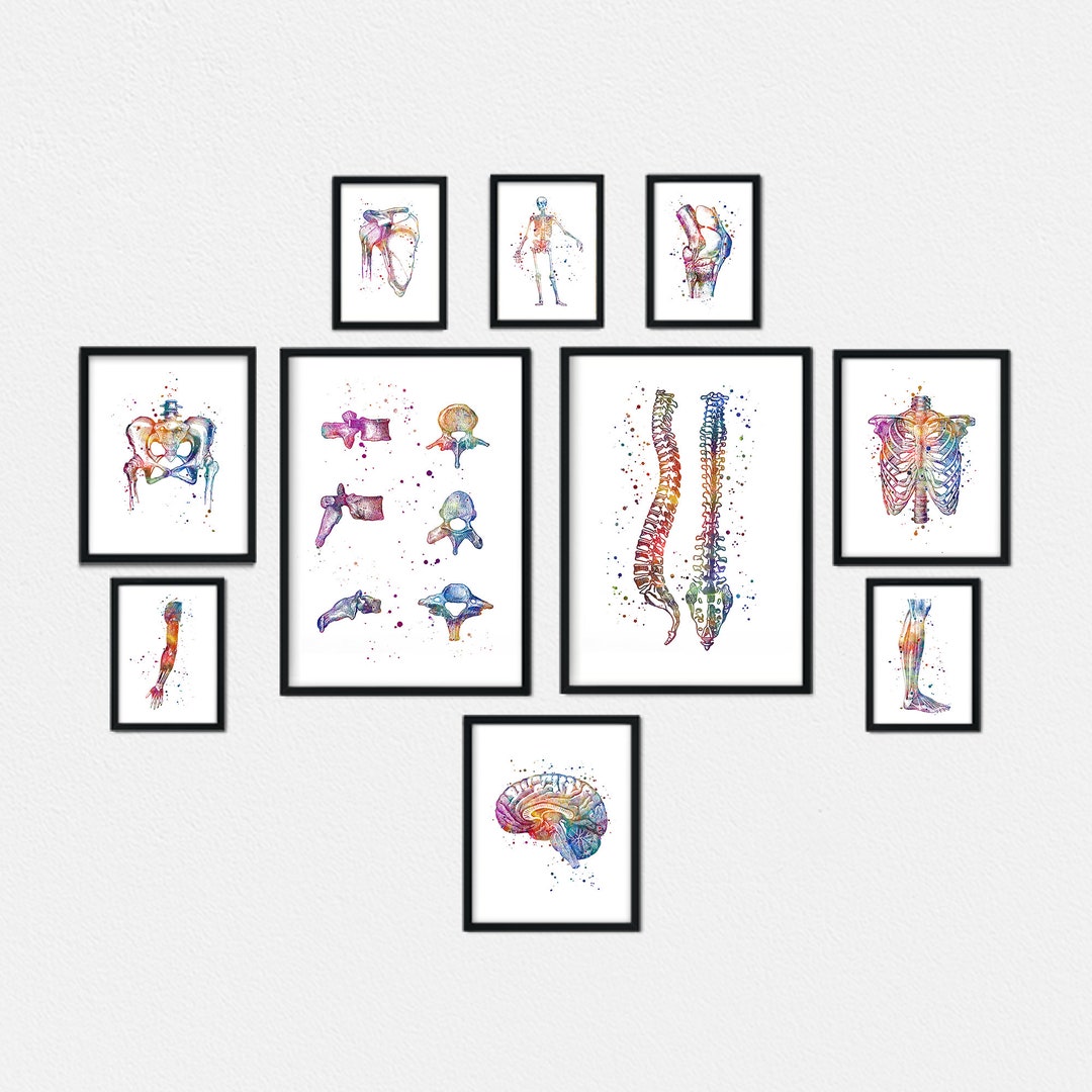 Anatomy Art Set of 10 Prints Watercolor Anatomical Posters Chiropractic ...