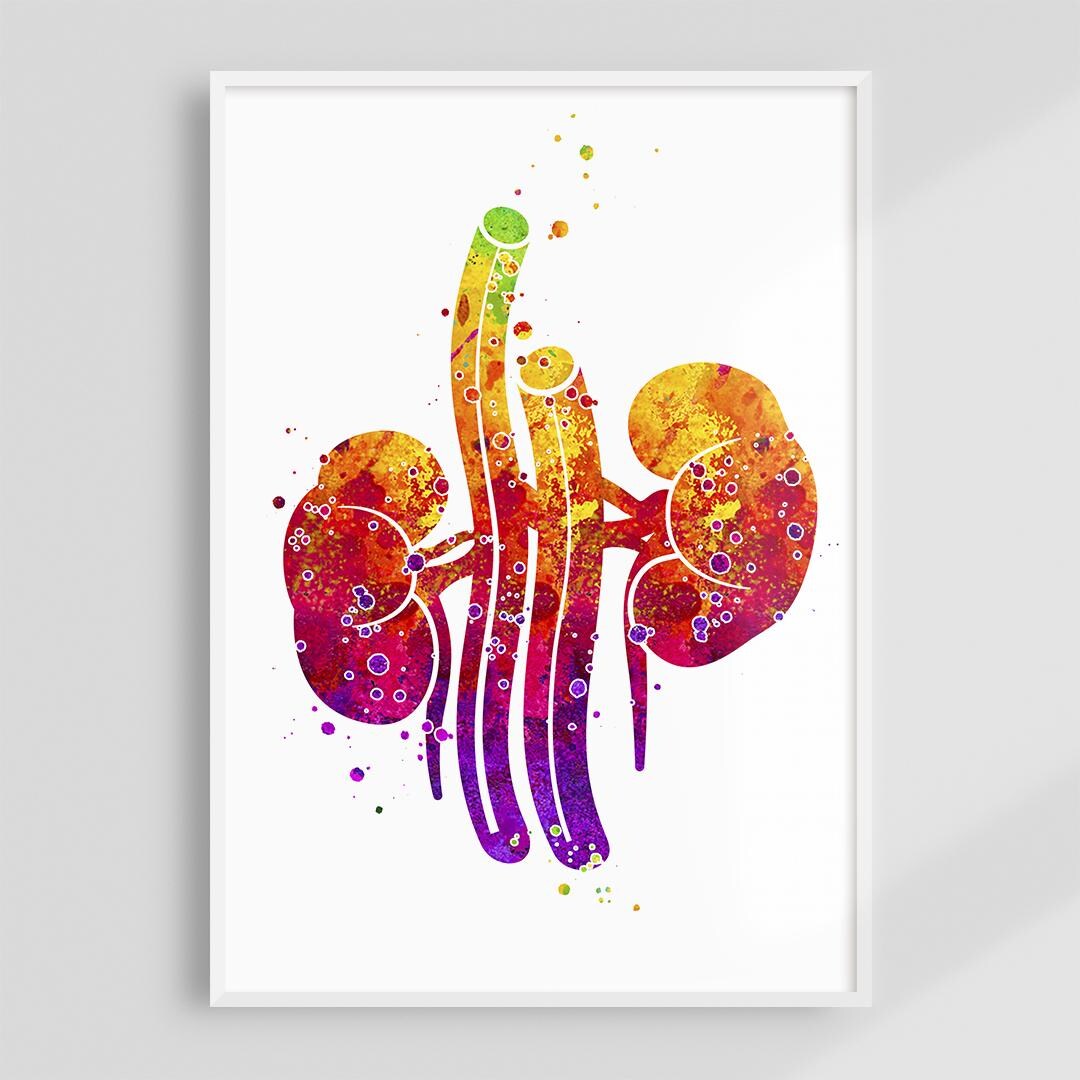 Kidney Art Print, Human Anatomy Watercolor Artwork, Doctor Nephrologist ...