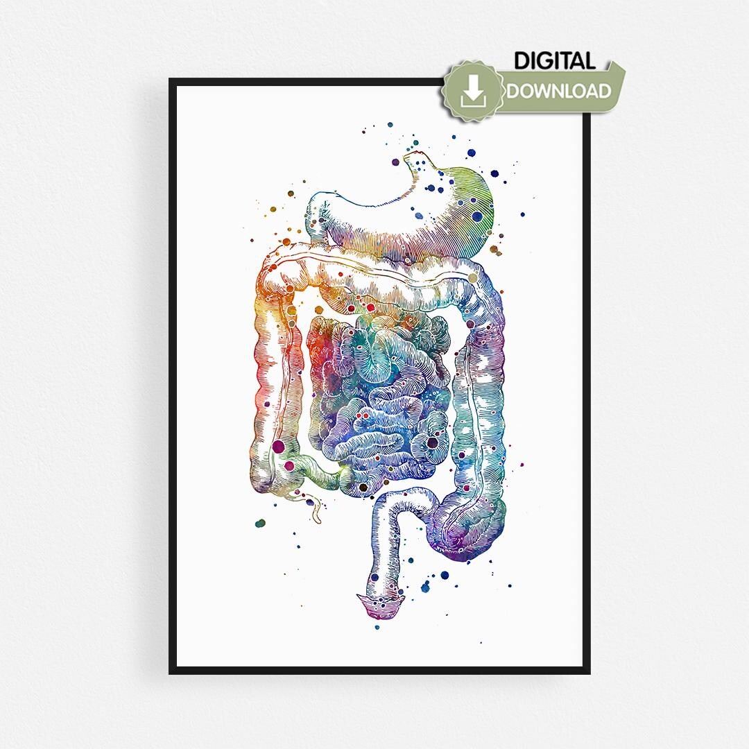 Digestive System Anatomy Printable Watercolor GI Tract Wall Art ...