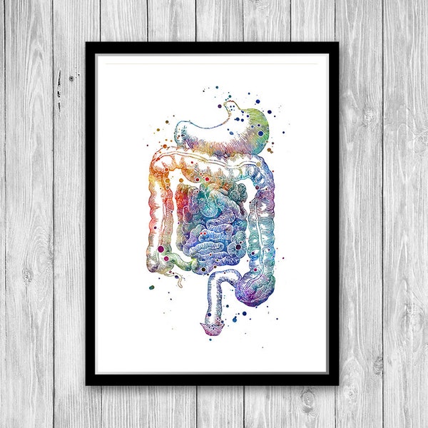 Digestive System Poster - Etsy